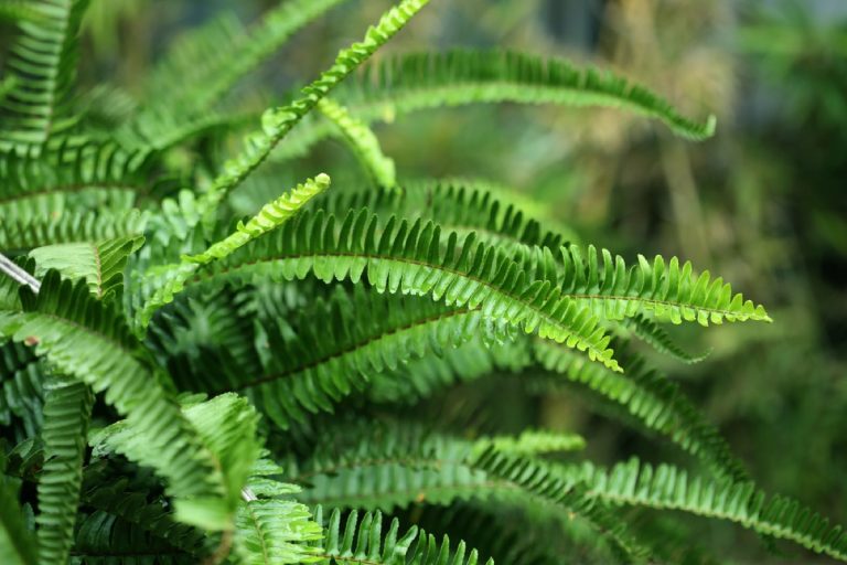 Boston Fern Types: A Comprehensive Guide to Varieties - Foliage Friend ...