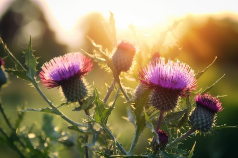 10 Flowers That Represent Evil: Beware Of These Blooms - Foliage Friend ...