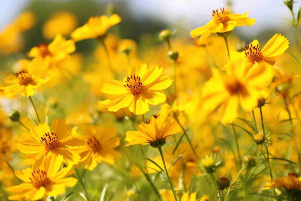 35 Flowers That Grow in Florida: A Comprehensive Guide to Stunning ...