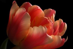 10 Flowers That Represent A New Beginning: A Fresh Start - Foliage ...