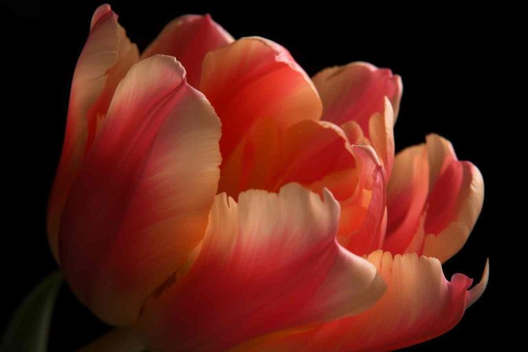 10 Flowers That Represent A New Beginning: A Fresh Start - Foliage ...