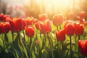 10 Flowers That Represent Appreciation: Blooms That Say Thank You ...