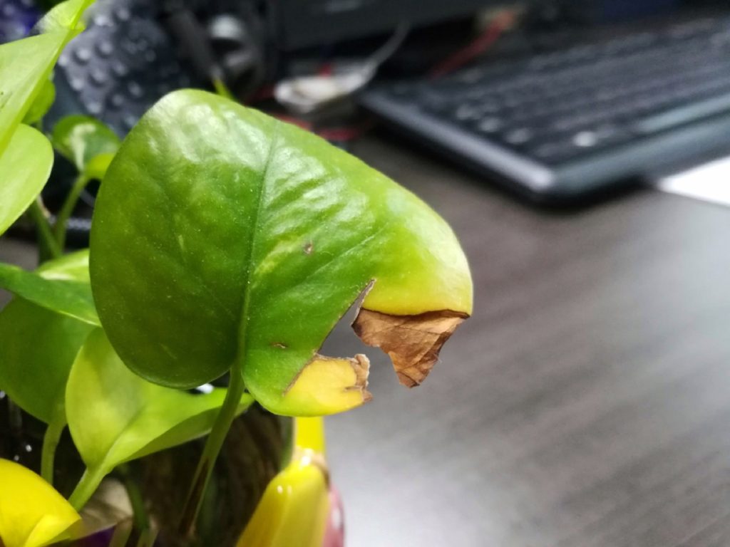 Pothos Overwatered vs Underwatered: Key Signs & Solutions - Foliage ...