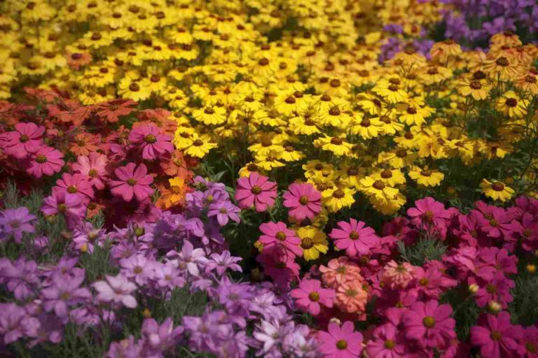 10 Kidney Shaped Flower Bed Ideas: Add a Curvy Touch to Your Garden ...