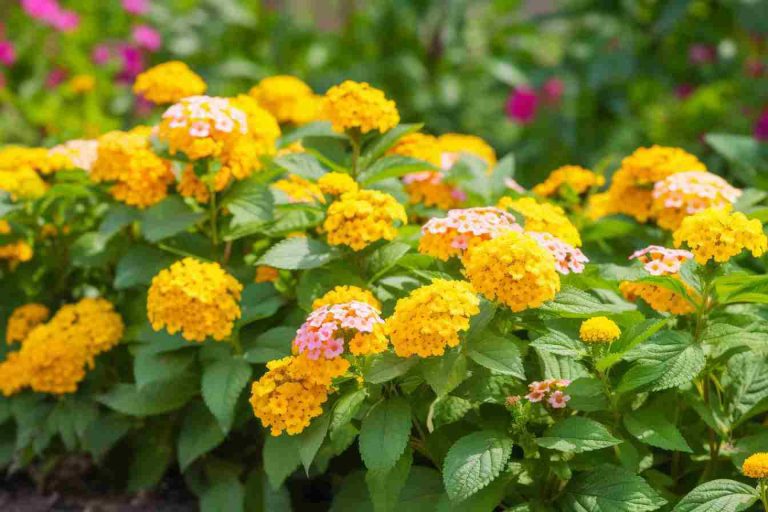 10 Simple and Beautiful Lantana Flower Bed Ideas for Your Garden ...