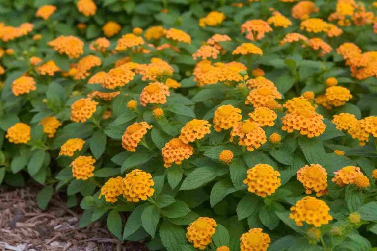 10 Simple and Beautiful Lantana Flower Bed Ideas for Your Garden ...