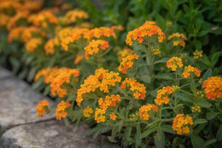 Lantana Flower Meaning, Symbolism & Spiritual Significance - Foliage ...