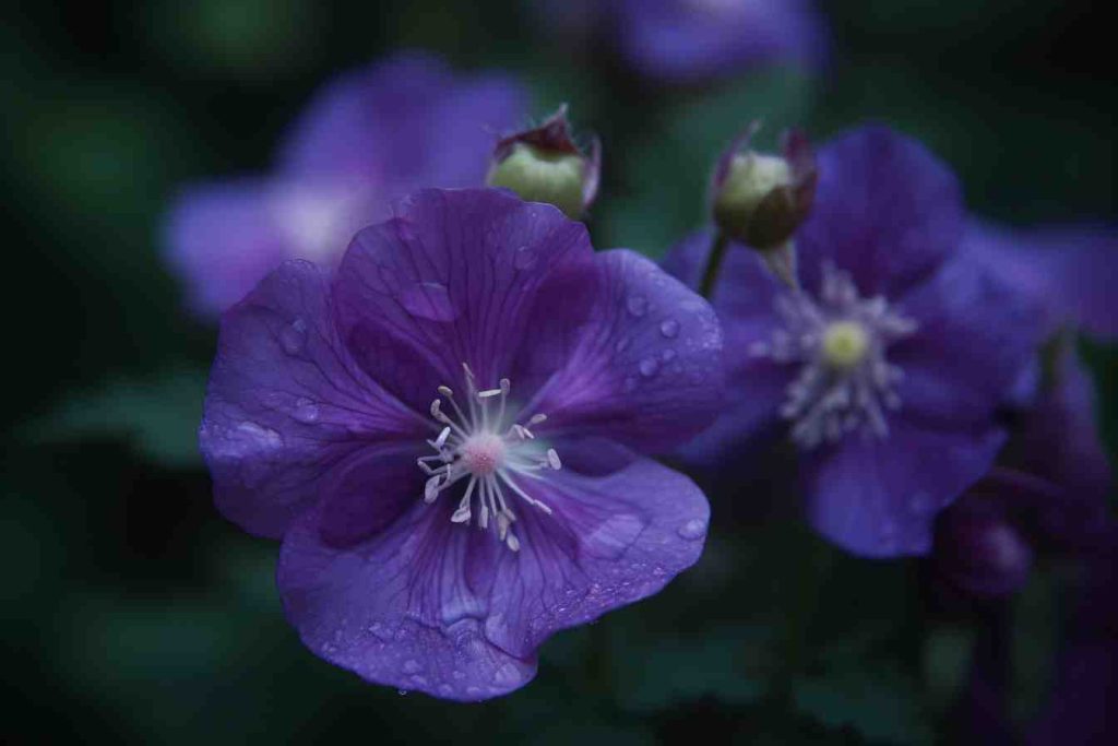 10 Flowers That Represent Taurus: Floral Horoscope - Foliage Friend ...