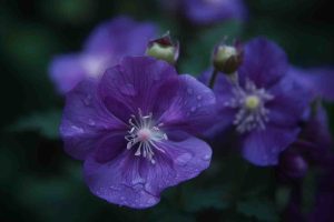 10 Flowers That Represent Taurus: Floral Horoscope - Foliage Friend ...