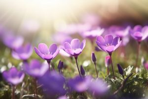 10 Flowers That Represent Appreciation: Blooms That Say Thank You ...