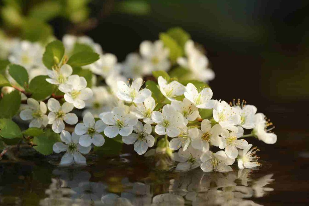 Flowers That Grow in Water: Discover 16 Aquatic Beauties for Your ...