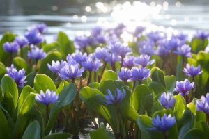 Flowers That Grow in Water: Discover 16 Aquatic Beauties for Your ...