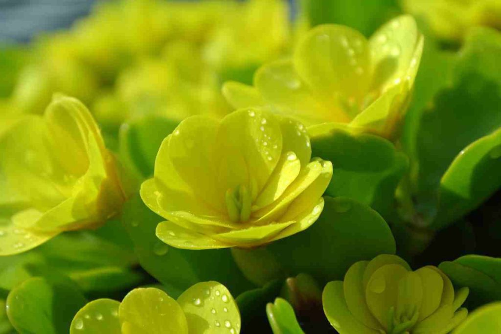 Flowers That Grow in Water: Discover 16 Aquatic Beauties for Your ...