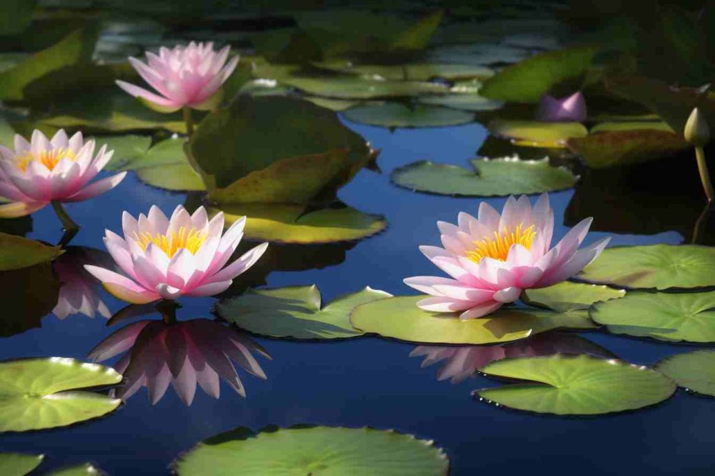 35 Flowers That Grow in Florida: A Comprehensive Guide to Stunning ...