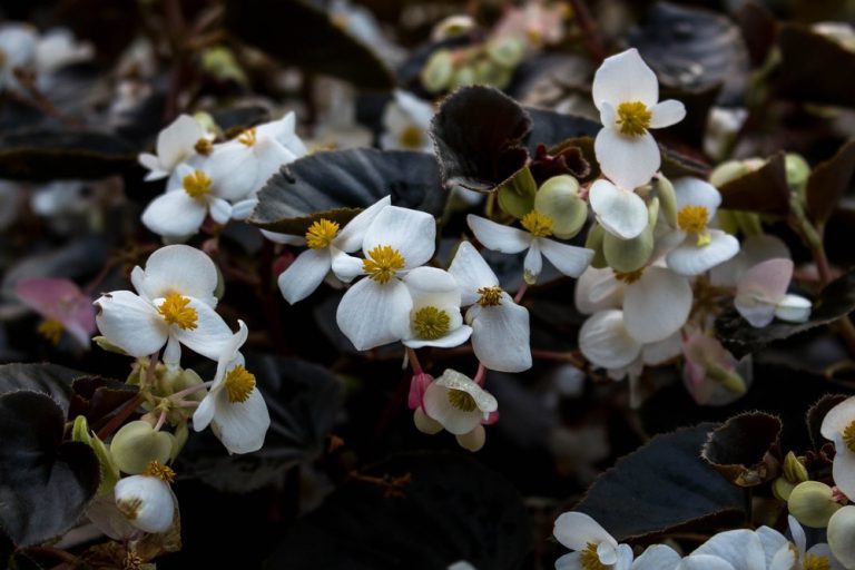 Begonia Flower Meaning, Symbolism & Spiritual Significance - Foliage ...