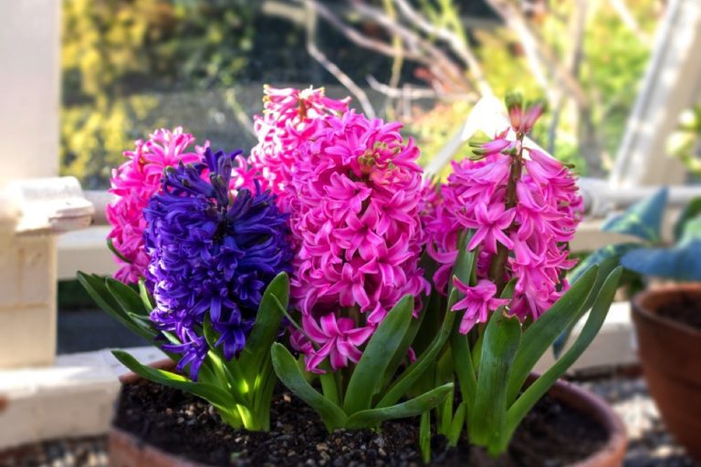 Types of Hyacinths: A Comprehensive Guide to Varieties and Care ...