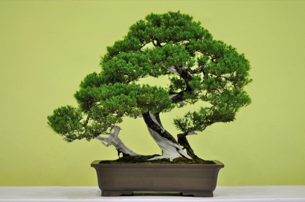 What Does a Bonsai Tree Represent: Symbolism Unveiled - Foliage Friend ...