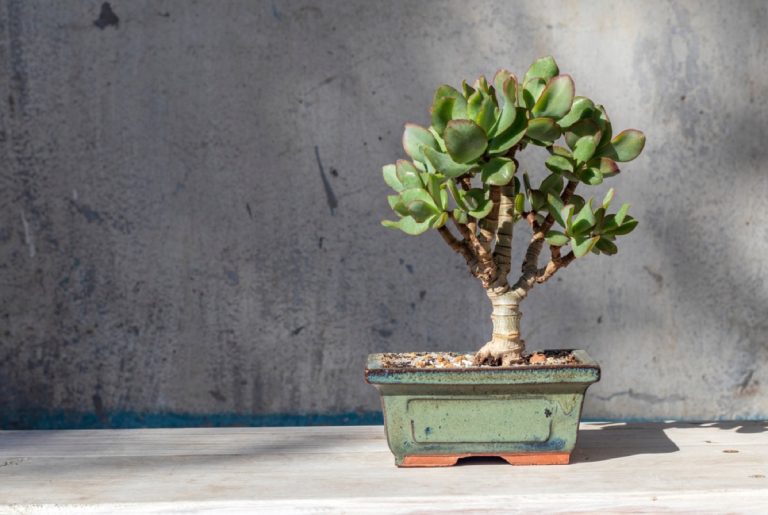 Where to Place Jade Plant in Home: Optimal Locations Guide - Foliage ...