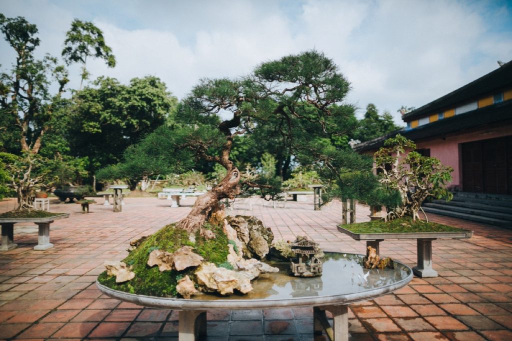 What is the Biggest Bonsai Tree? Unveiling Giant Bonsai Wonders ...