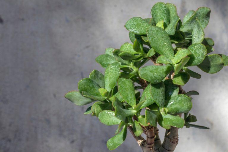 Where to Place Jade Plant in Home: Optimal Locations Guide - Foliage ...