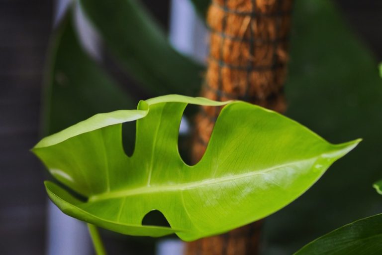 When Does Monstera Leaves Split: Quick Guide to Leaf Development ...