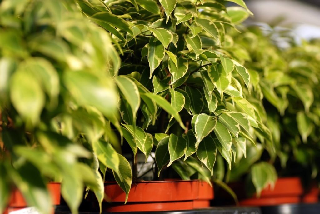Ficus Tree Types: A Comprehensive Guide to Varieties - Foliage Friend ...
