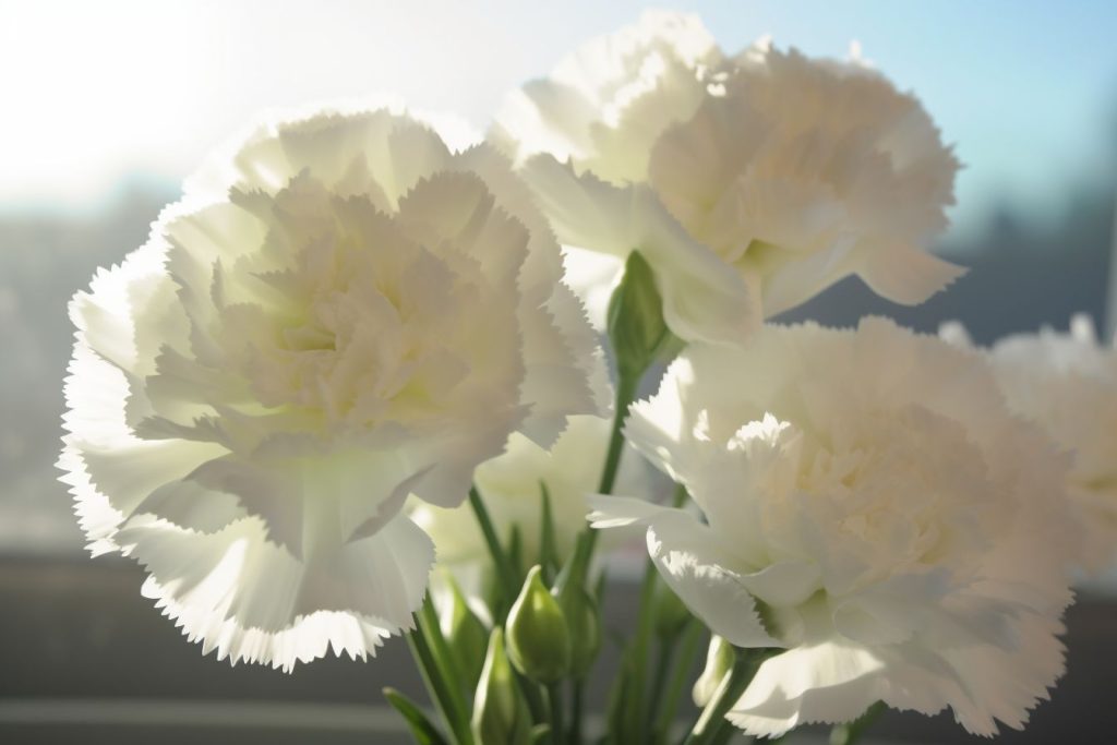 10 Flowers That Represent Guilt: Apology Blooms - Foliage Friend ...
