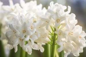 10 Flowers That Represent Chastity: Blooms Of Virginity - Foliage ...