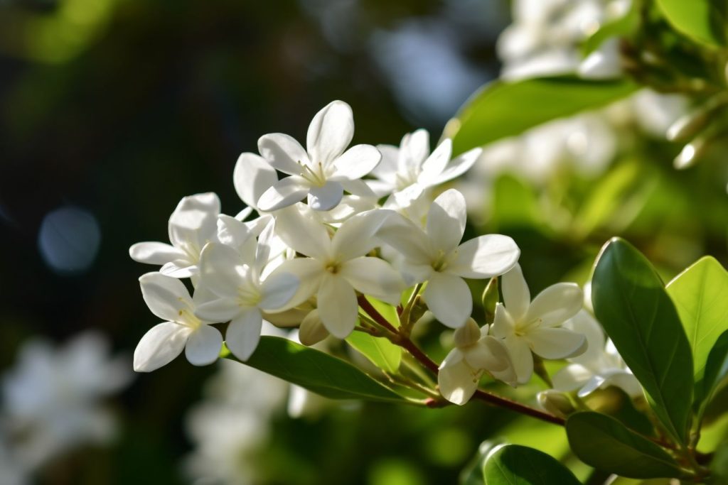 10 Flowers That Represent Secret Love: Hidden Affections - Foliage ...