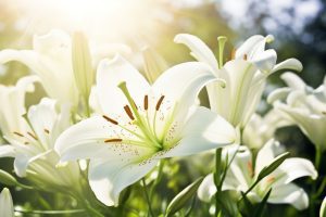 10 Flowers That Represent Calm And Peace: Find Your Serenity - Foliage ...
