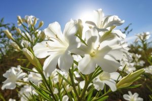 10 Flowers That Represent Fear: Unveiling The Dark Side - Foliage ...