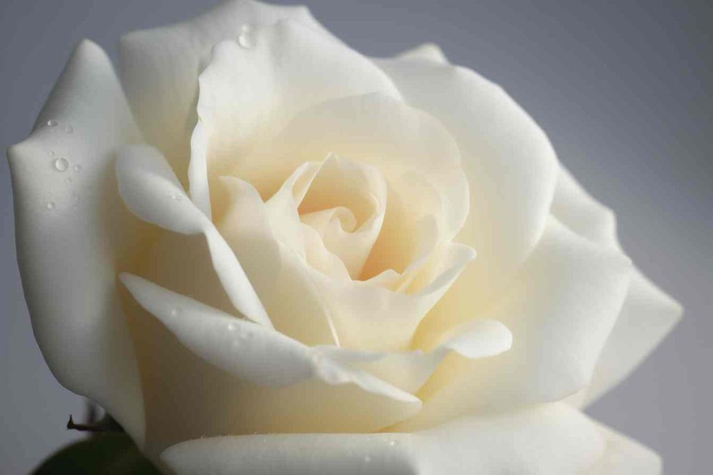 10 Flowers That Represent Silence: Peaceful Blooms - Foliage Friend ...