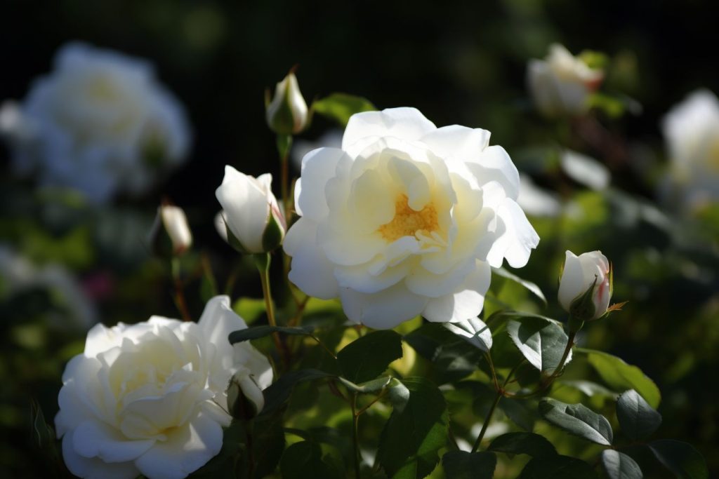 10 Flowers That Represent Humility: Humble Blooms - Foliage Friend ...