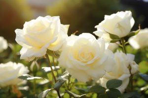 10 Flowers That Represent Acceptance: Embracing Diversity - Foliage ...