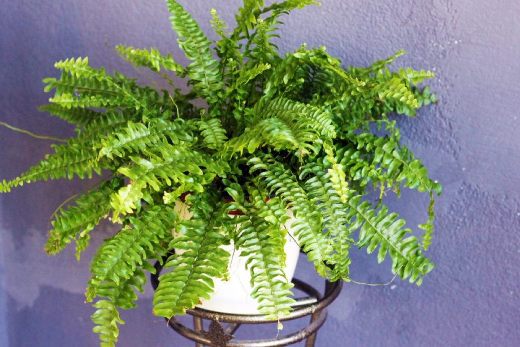 What is a Boston Fern: Quick Guide to Care and Benefits - Foliage ...