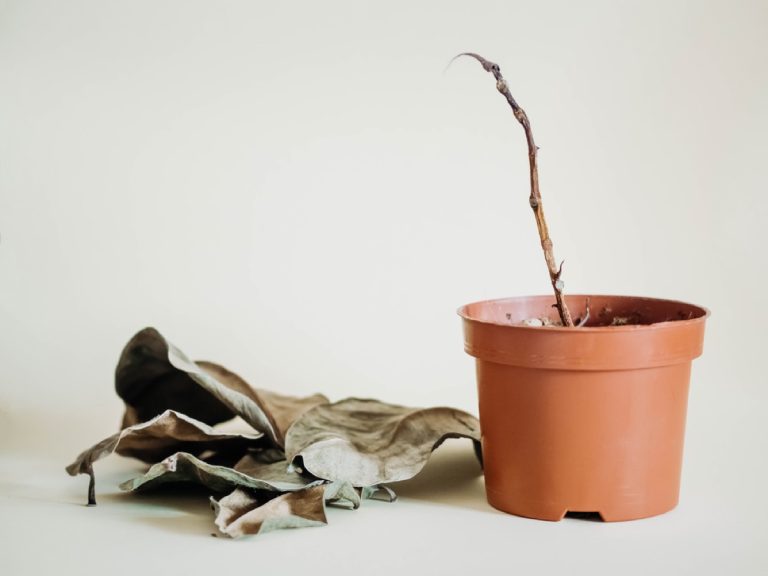 Is a Ficus Tree Poisonous to Dogs: Essential Facts for Pet Owners ...