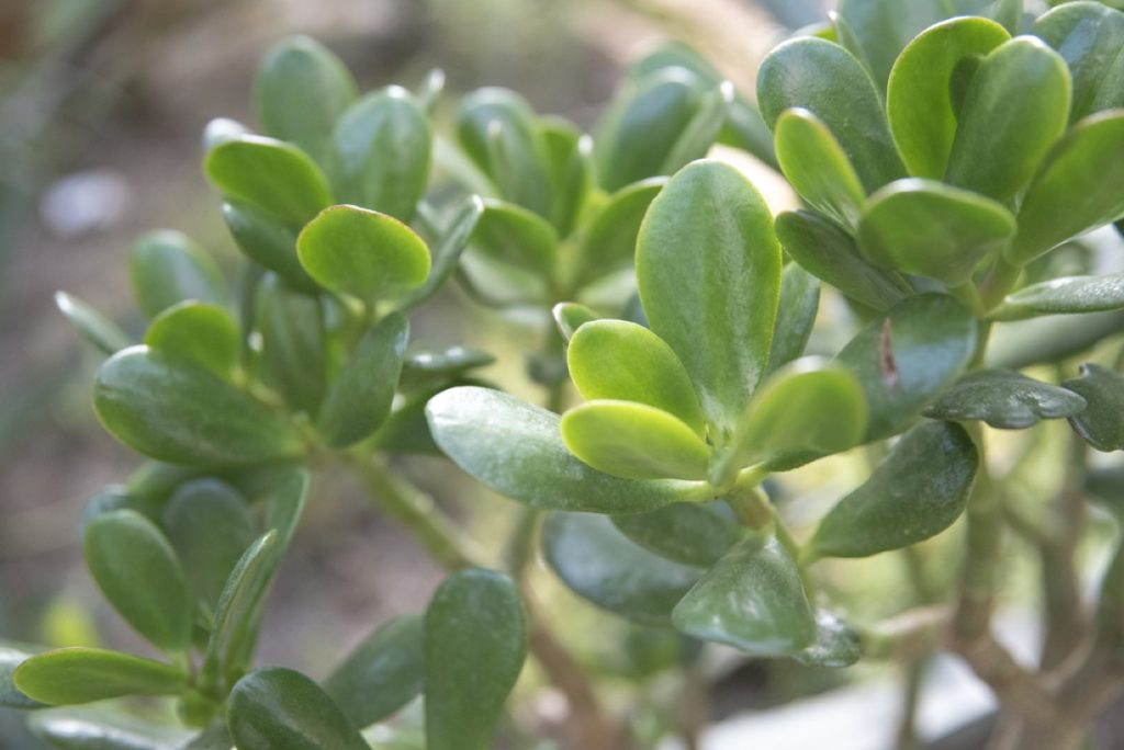 What Does Jade Plant Symbolize: Unveiling Its Hidden Meanings - Foliage ...