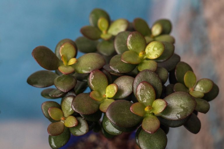 What is the White Sticky Stuff on My Jade Plant? Causes & Solutions ...