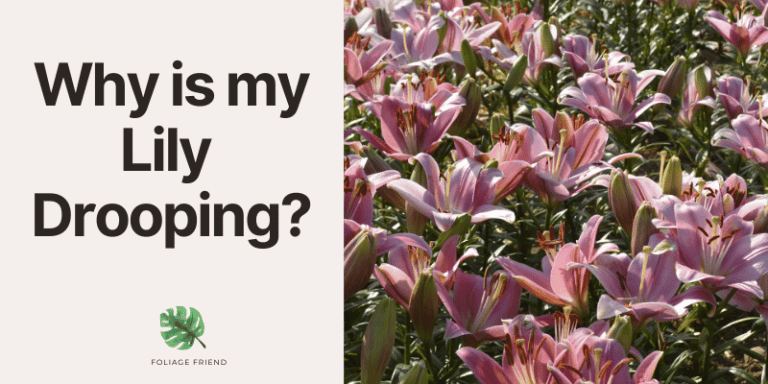 Why Is My Lily Drooping? Quick Solutions for Reviving Your Plant ...