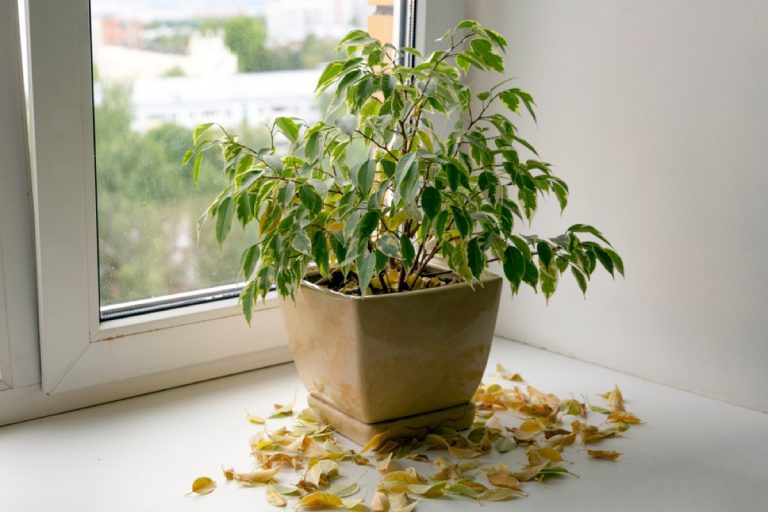 Why Is My Ficus Tree Dripping Sap: Uncovering the Cause - Foliage ...
