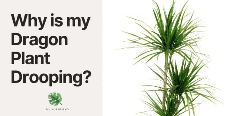 Why is My Dragon Plant Drooping? Common Causes and Solutions - Foliage ...