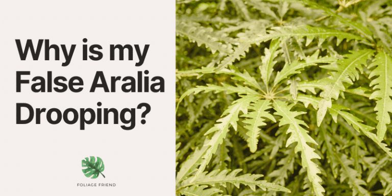 Why is My False Aralia Drooping? Identifying Causes and Solutions ...