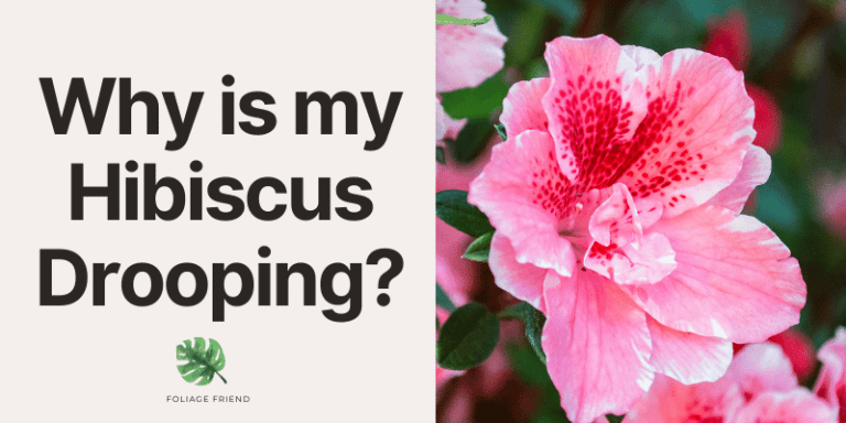 Why Is My Hibiscus Drooping: Top Causes and Solutions - Foliage Friend ...