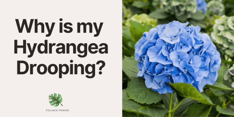 Why is Hydrangea Drooping? Quick Solutions and Tips - Foliage Friend ...