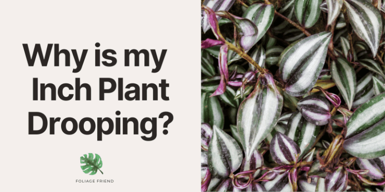 Why is My Inch Plant Drooping? Causes and Solutions - Foliage Friend ...