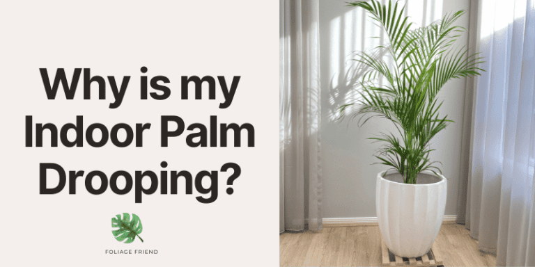 Why is My Indoor Palm Drooping? Quick Solutions Revealed - Foliage ...