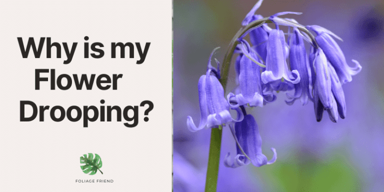 Why Is My Flower Drooping? Top Causes and Solutions - Foliage Friend ...