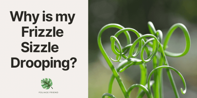 Why Is My Frizzle Sizzle Drooping? Causes and Solutions - Foliage ...