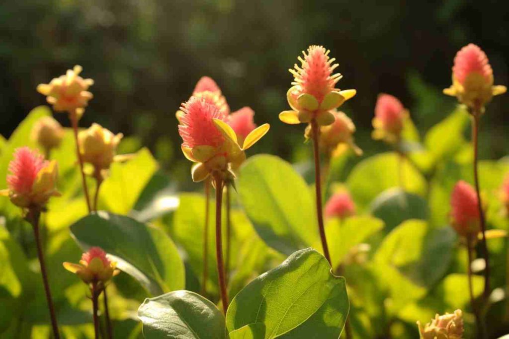 50 Perennial Flowers That Grow in Shade: Stunning Picks for Your Shady ...