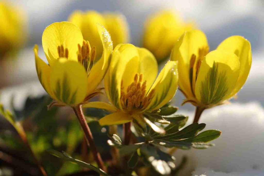 14 Flowers That Grow in Snow: Hardy Winter Bloomers to Brighten Your ...